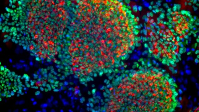 Stem Cells, mRNA Vaccines, and Snakes: An Evening with Derrick Rossi ...