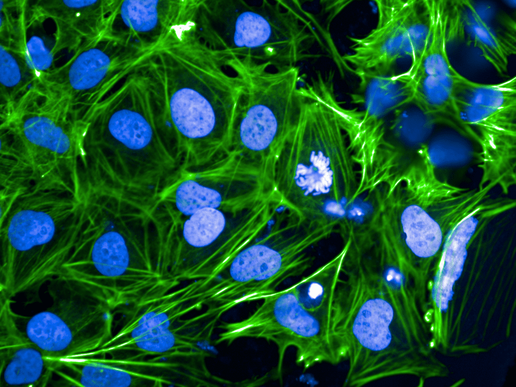 Stem Cells 101 - New York Stem Cell Foundation